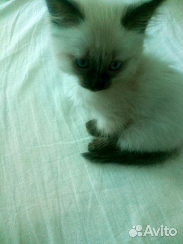 Отдам котенка