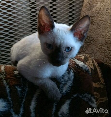 Котенок девочка (браш сиамский)