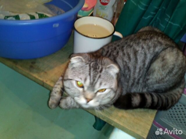 Котята британские вислоухие