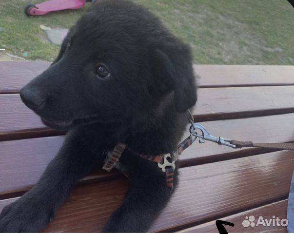 Очень ласковая собачка. 2 месяца. Отдадим в хороши