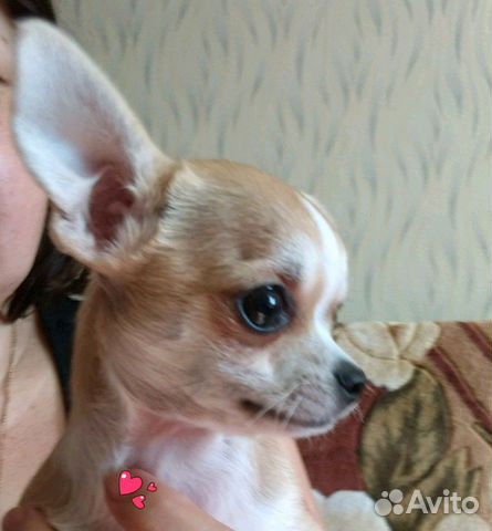 Чудесный малыш