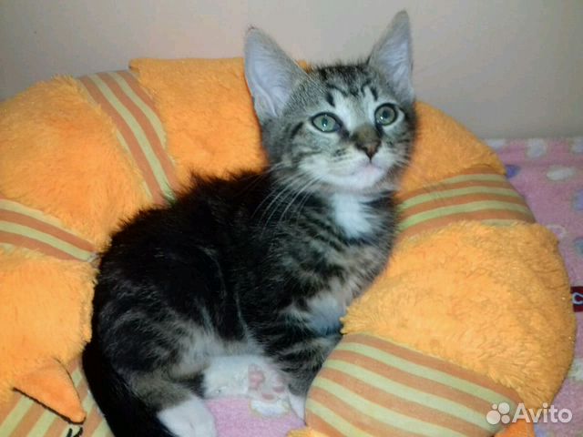 Кот Компот (котенок)