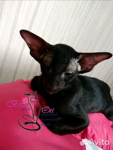 Мальчик Asman