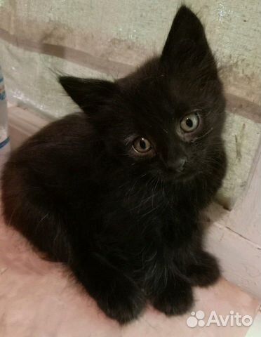 Кошечка полностью черная