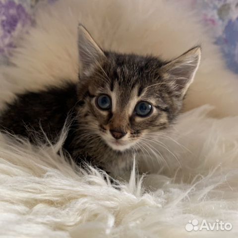 Котенок метис мейнкуна