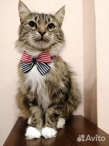 Кошка норвежская лесная Рыся 11 мес в добрые рук