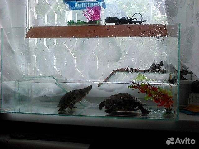 Продаю черепашек