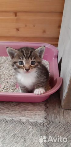 Отдам котят в хорошие руки