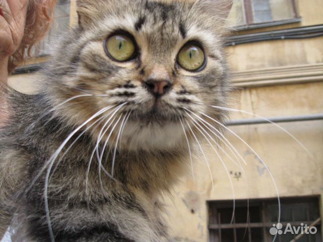 Милая кошечка в добрые руки