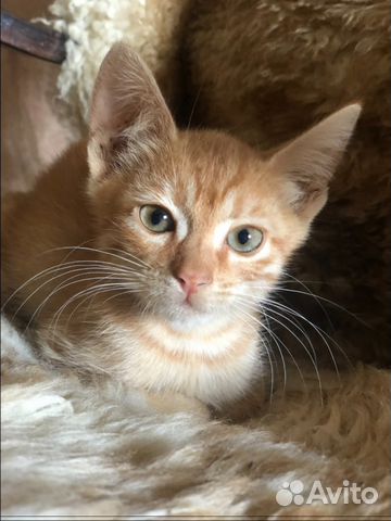 Рыженький малыш ищет дом