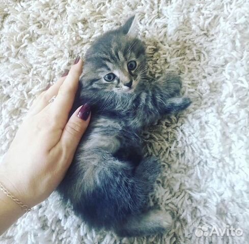 Котята в дар