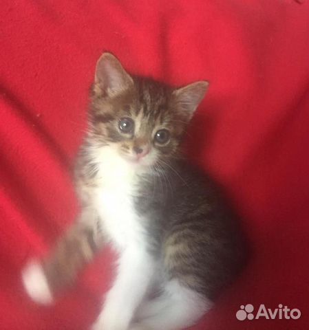 Тигровый котенок мальчик в хорошие руки