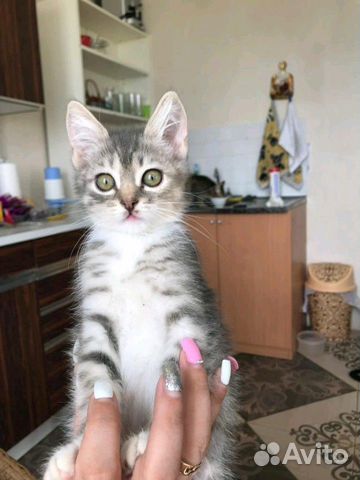 Котенок