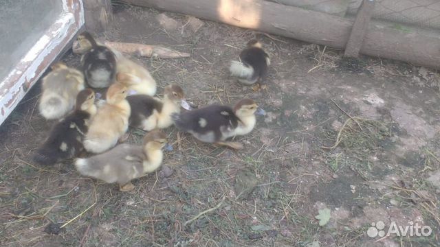 Утята мускусные (индоутки)