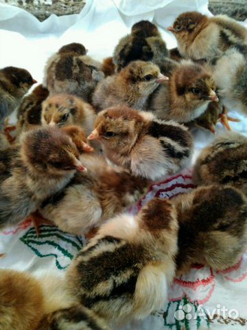 Индюшата, индоутята, цыплята, перепелята