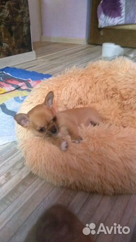 Мелкая чихуахуа рыжуха