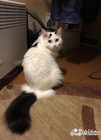 Помогите котику найти новый дом