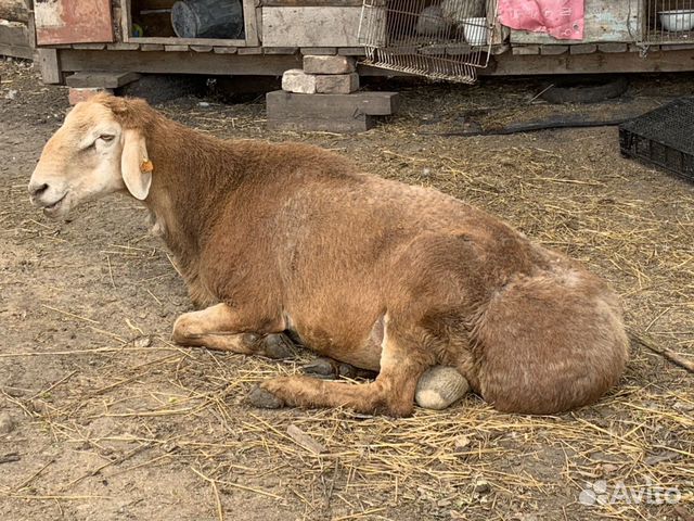Бродам гисарского барана 2016 года рождения на пле