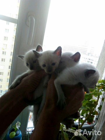 Сиамские котята