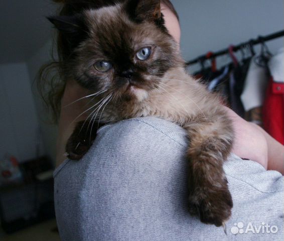 Породистая взрослая ласковая кошечка ищет свой дом