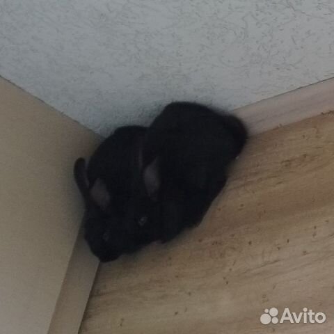 Бесплатно 2 кролика