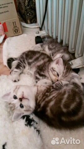Котята