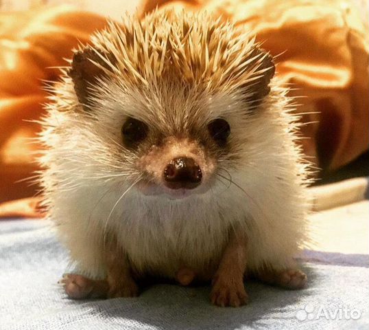 Карликовый африканский ёж
