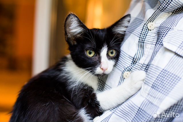 Котенок - инопланетенок и рысенок