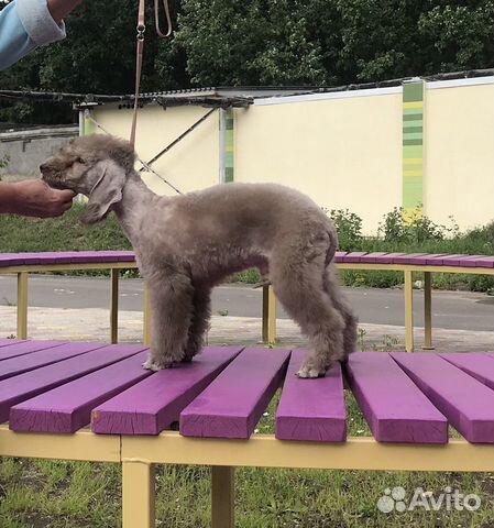 Щенок бедлингтон терьера