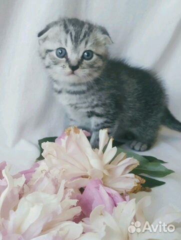 Два пушистика ищут дом