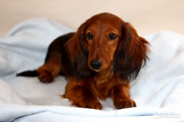 Длинношерстный кроличий мальчик