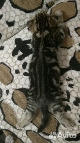 Котейки шотландцы