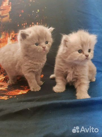 Шотланские котята