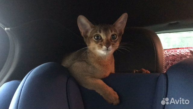 Котёнок абиссинский