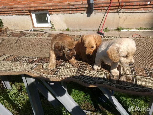 Щенки
