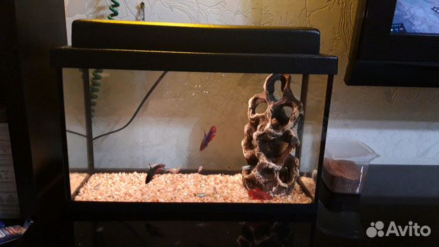 Аквариум со всеми принадлежностями