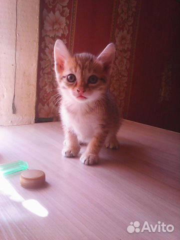 Отдам в добрые ручки