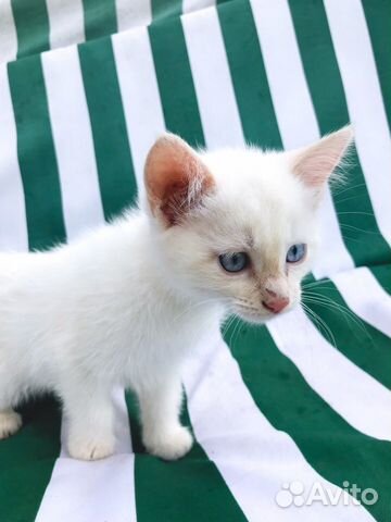 Котята бирманской породы