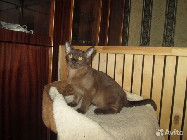 Бурманская кошечка соболь