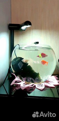 Аквариум с рыбками