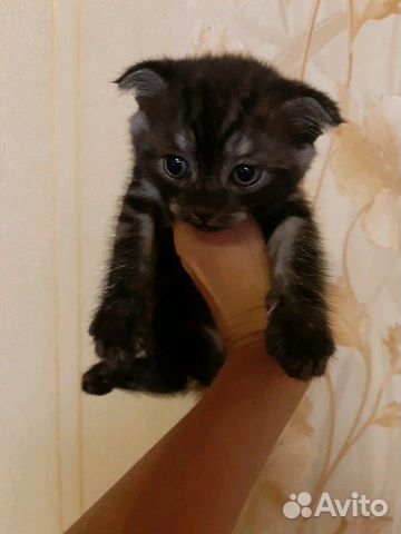 Шотландские котята