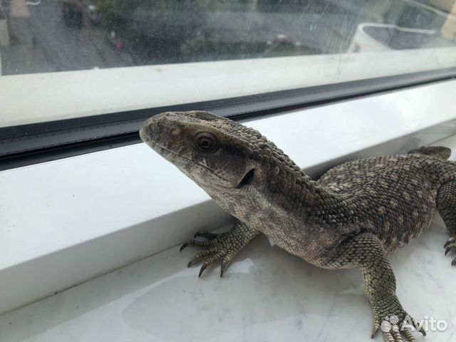 Капский варан