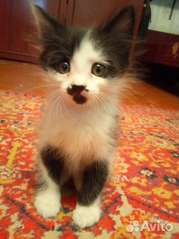 Три симпатяги кота готовы стать любимцами