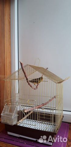 Кенар (канарейка)