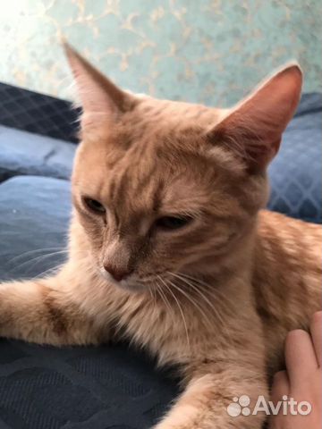 Найден рыжий кот