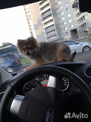 Шпиц