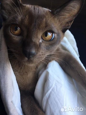 Кошечка красотка