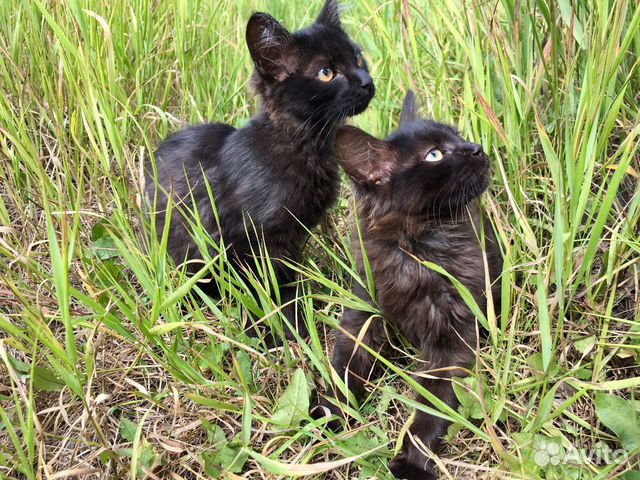 Котята мальчик и Девочка чёрные пушистые