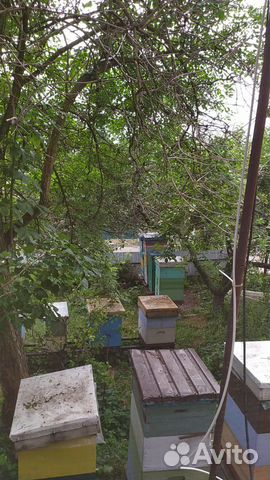 Пчеломатки Карника прошлогодние