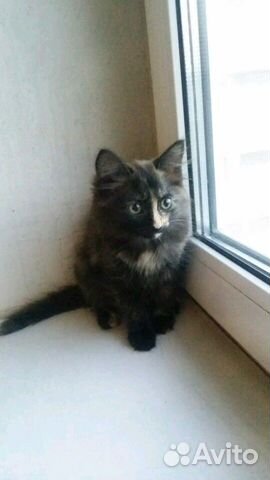 Отдадим в добрые руки котюльку-богатку